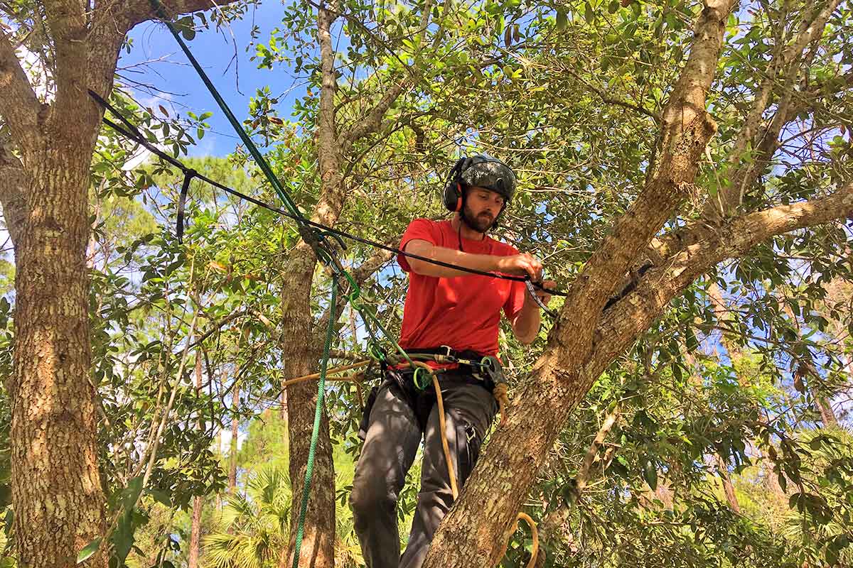 Tree Service Naples | Signature Tree Care Service of Naples